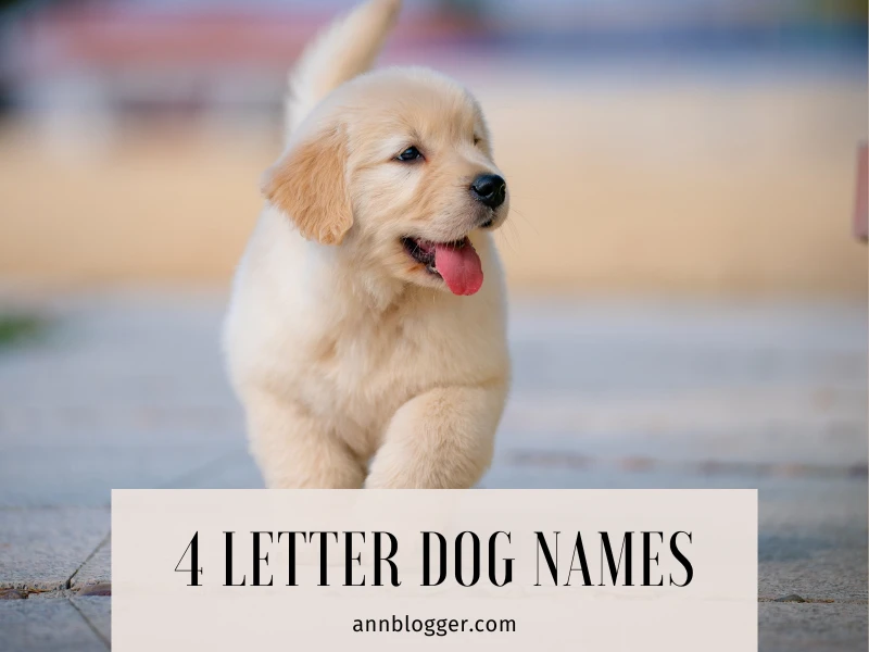 Best 4 Letter Dog Names: 500+ Short & Cute Ideas - Ann Blogger