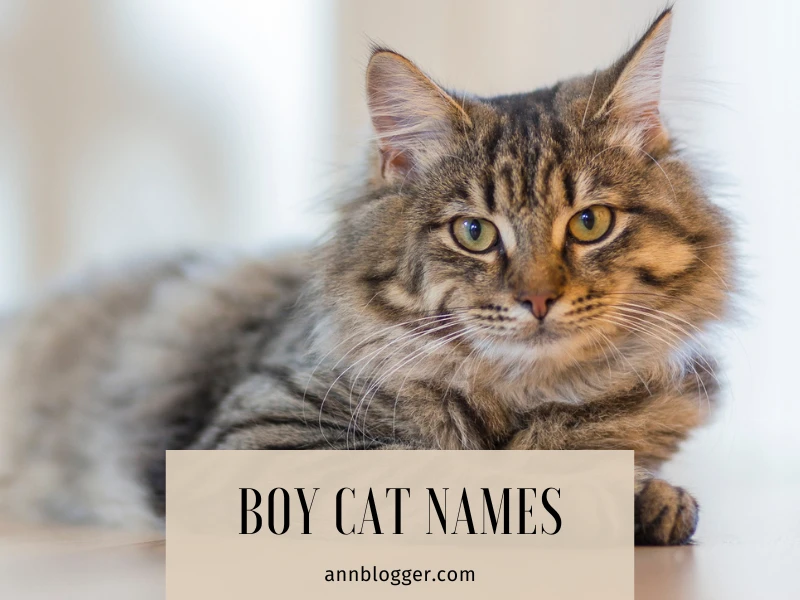 200+ Powerful & Cute Boy Cat Names - Ann Blogger