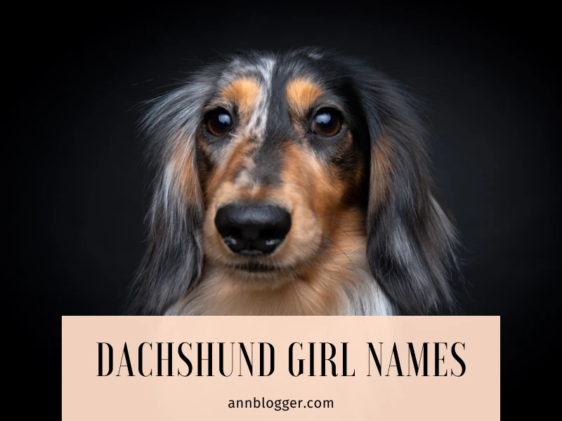 Dapple Dachshund Girl Names: 600+ Cute & Aesthetic Ideas - Ann Blogger